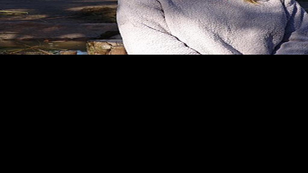 Zoo curator calls her job a 'perfect marriage' | Metro | stltoday.com