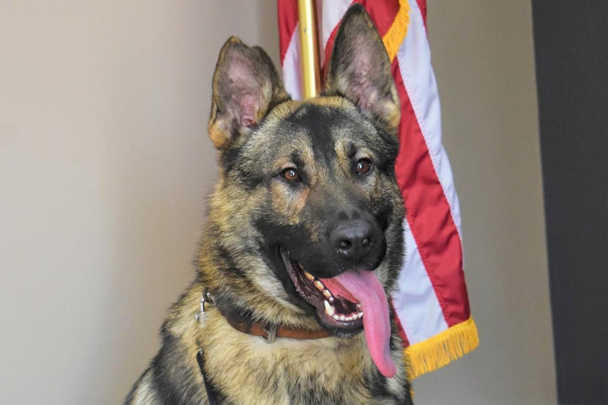 Former Missouri cop pleads guilty in death of police dog left in hot car