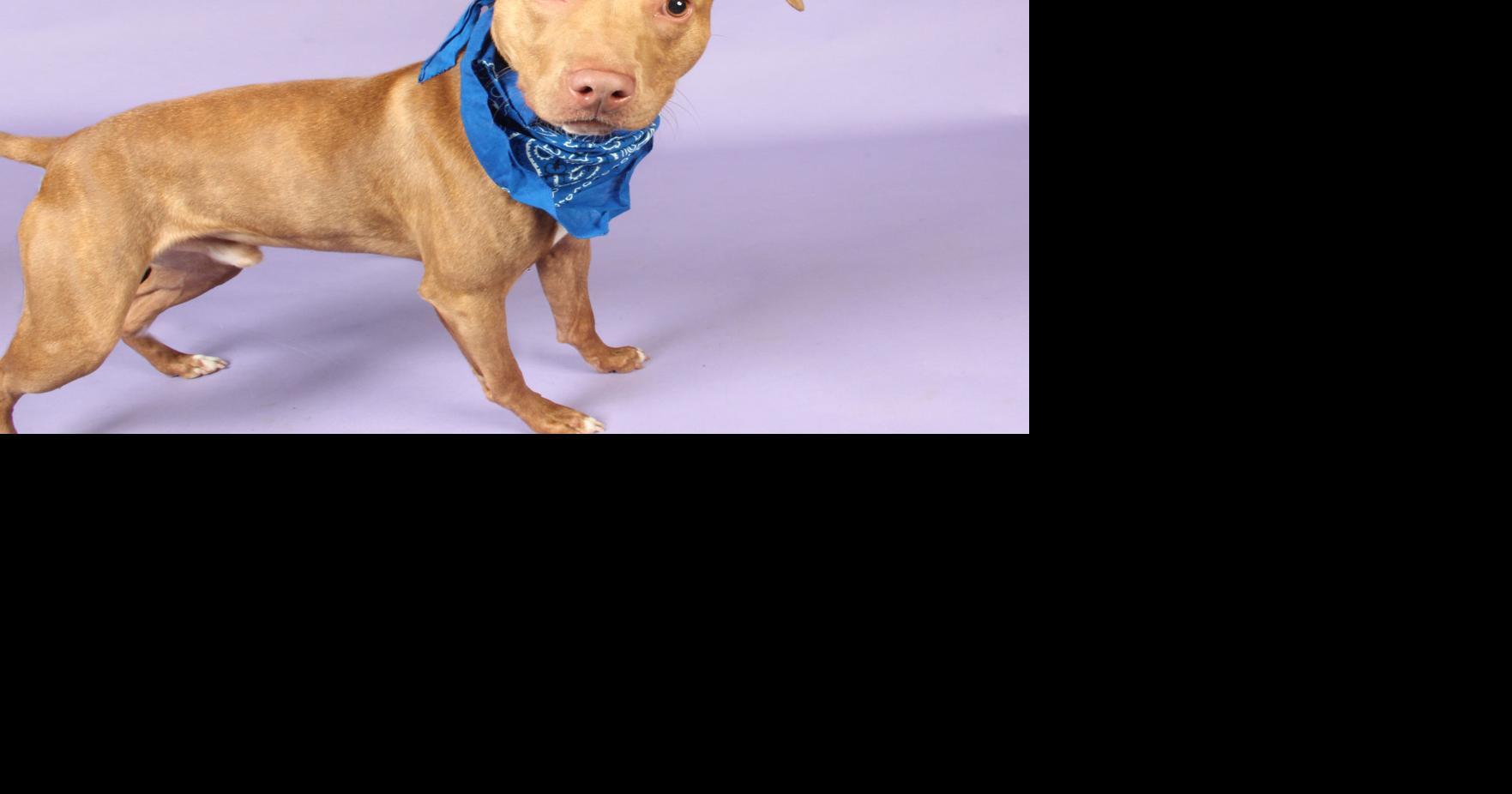 Pets of the week: Pit bull mix, cattle dog mix and a coonhound