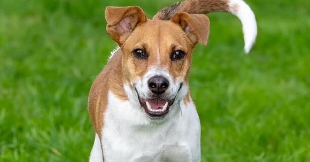 Meet our pets of the week: A beagle mix, a collie mix and a duck