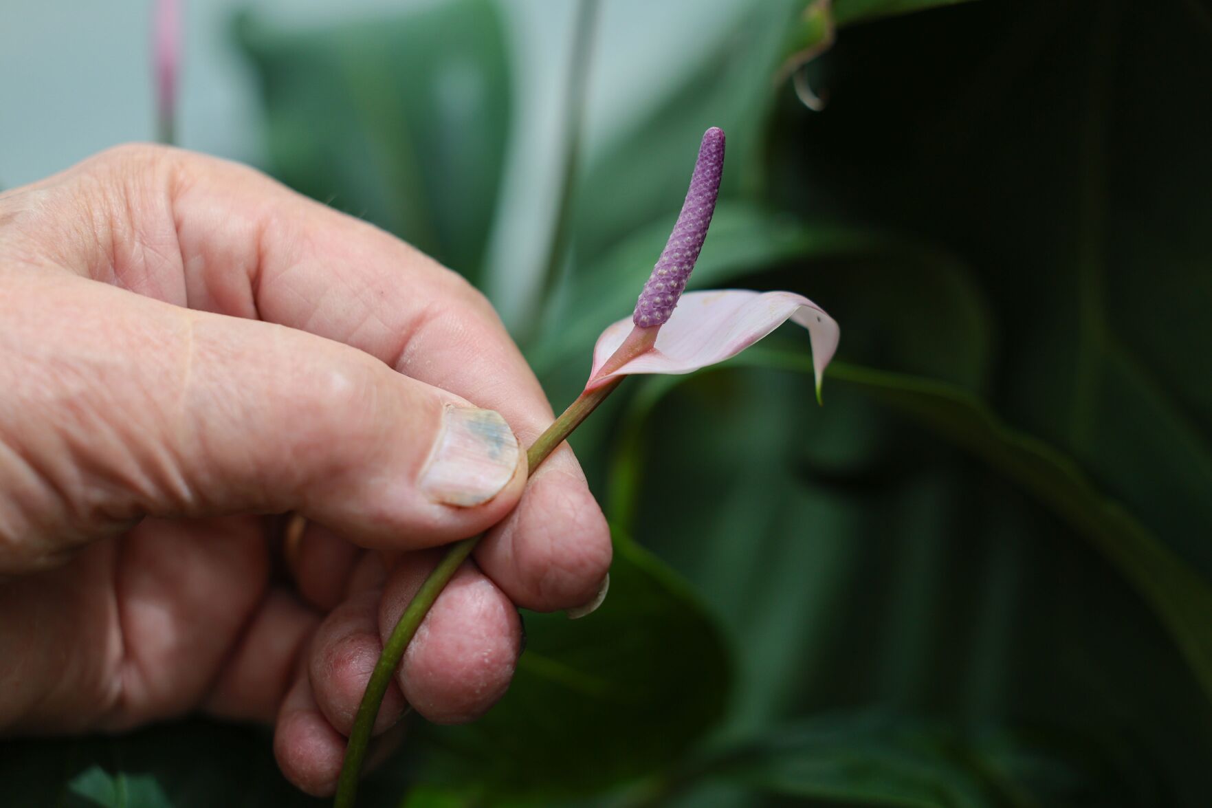 58 years studying plants at Botanical Garden and still going