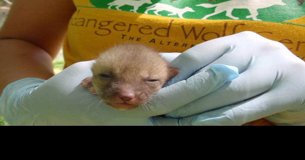 Wolf Center welcomes fox litter