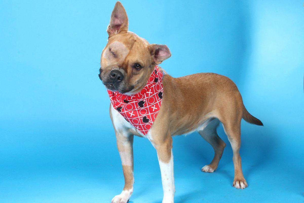 Pet of the Week: Biff, a boxer mix