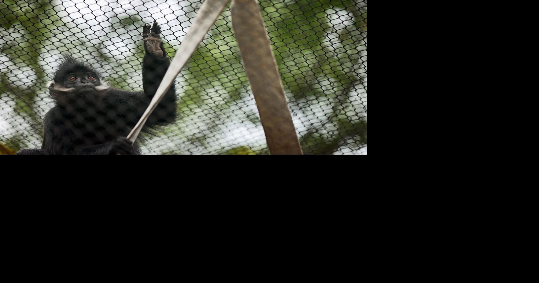 Photos: St. Louis Zoo primates take to new outdoor playscape