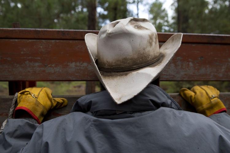 Swarms of fireflies in Illinois give enthusiasts hope that insect can ...