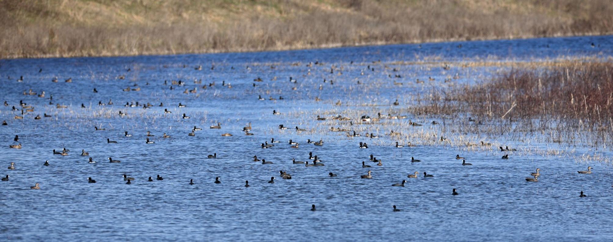 St. Charles County to create its largest park at former duck hunting club