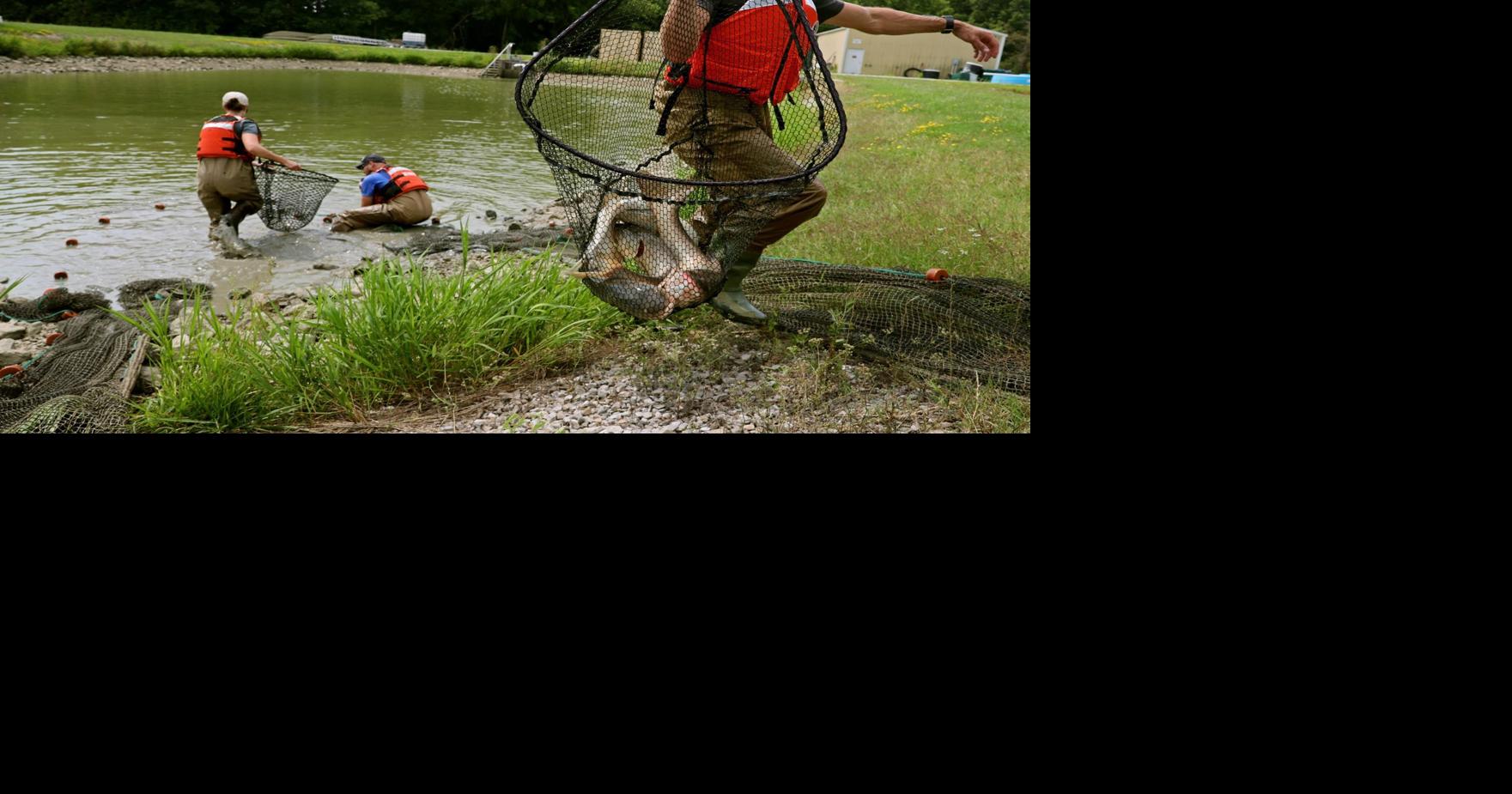 In fight against invasive carp, Missouri scientists explore new ...