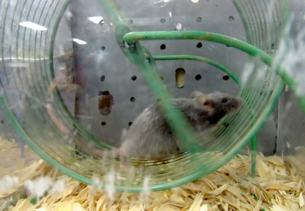 Mice scurry for charity at Mexican Honorary Commission