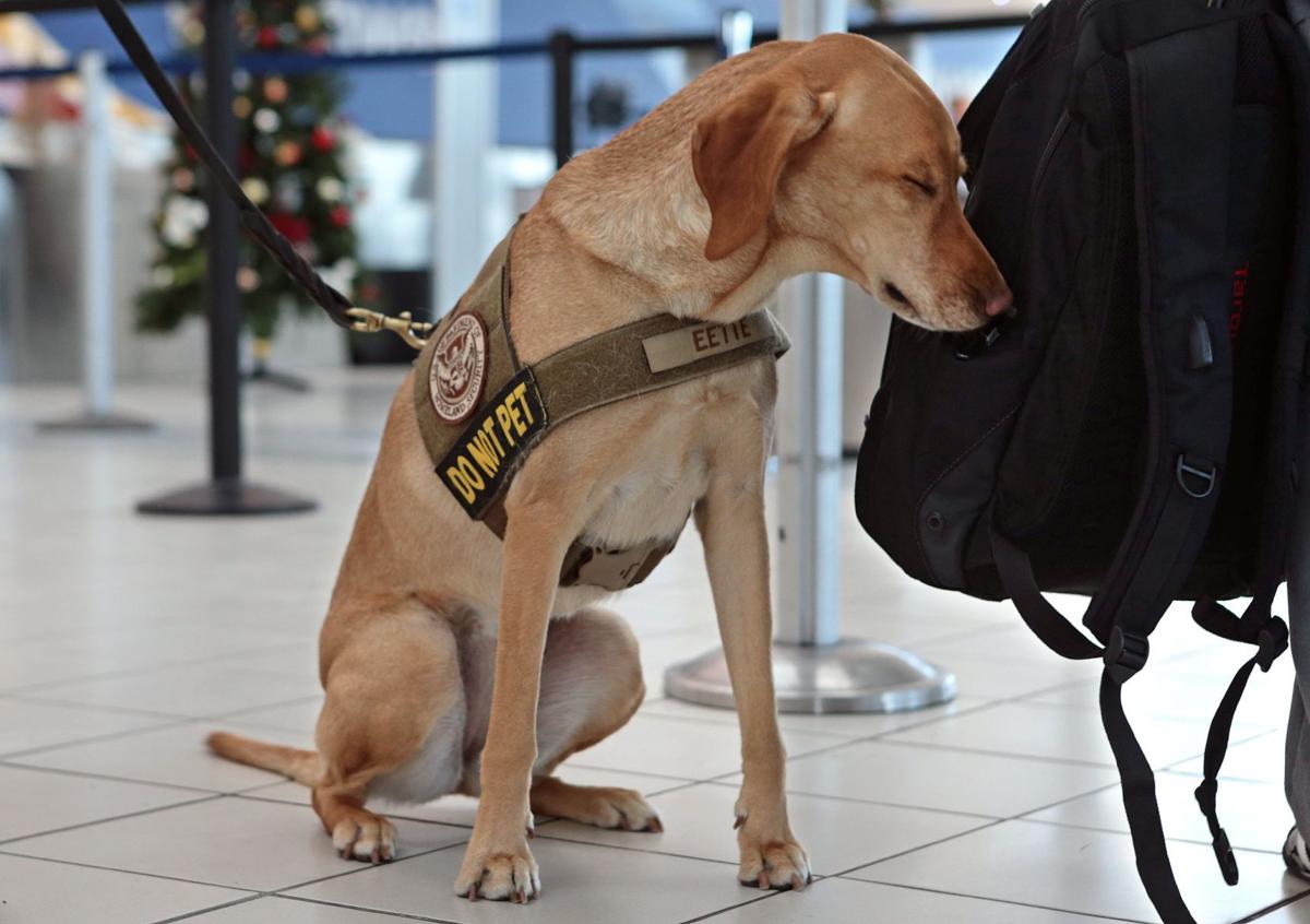Creve Coeur to acquire a dog to sniff out explosives
