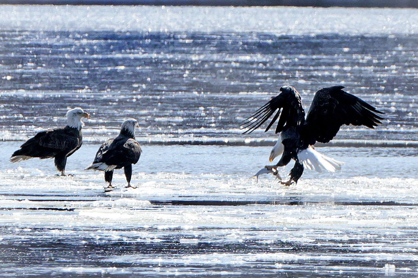 Photos: Cold weather brings eagles, other birds to Mississippi River ...