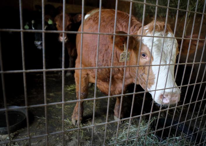 Cattle that escaped from St. Louis slaughterhouse are headed to animal ...