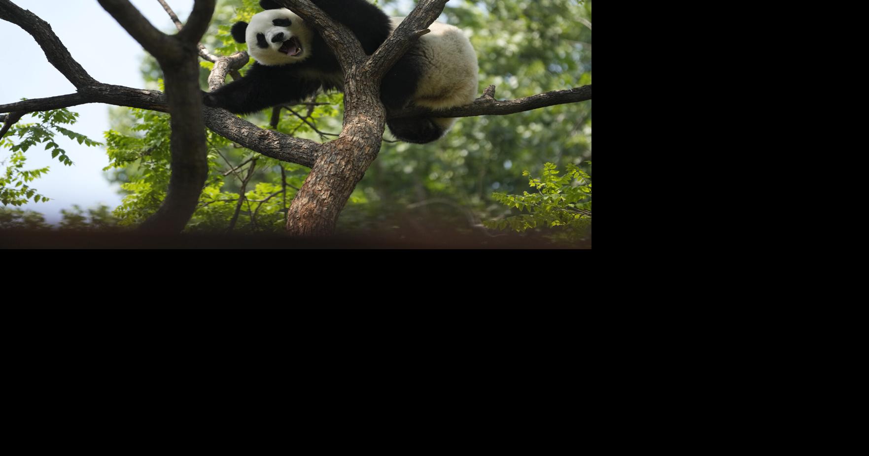 Giant panda Fan Xing leaves Dutch zoo for China