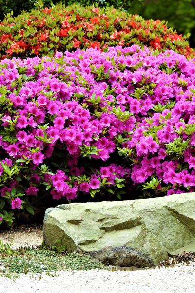 Evergreen azaleas fail to bloom for a variety of reasons