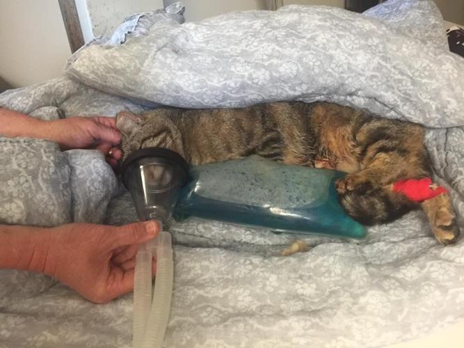 Cat shot with arrow near Caseyville is recovering from emergency surgery
