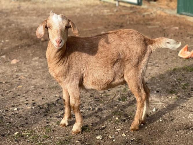 Meet our pets of the week: A beagle mix, a goat and a cat