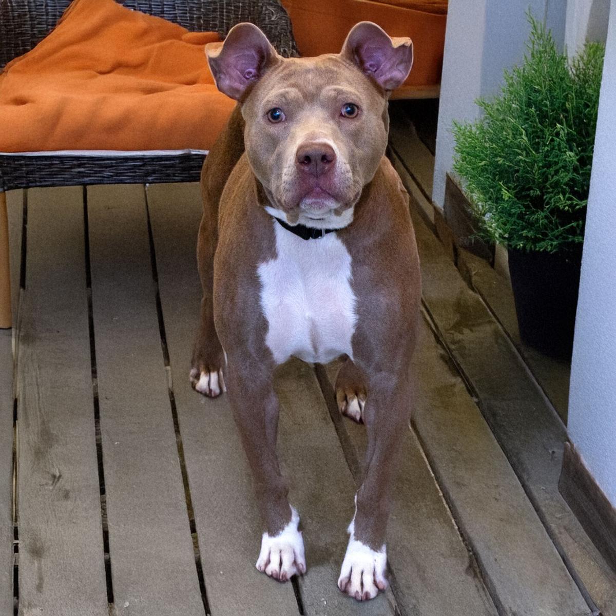 Meet our pets of the week: Two pit bulls and a sheep