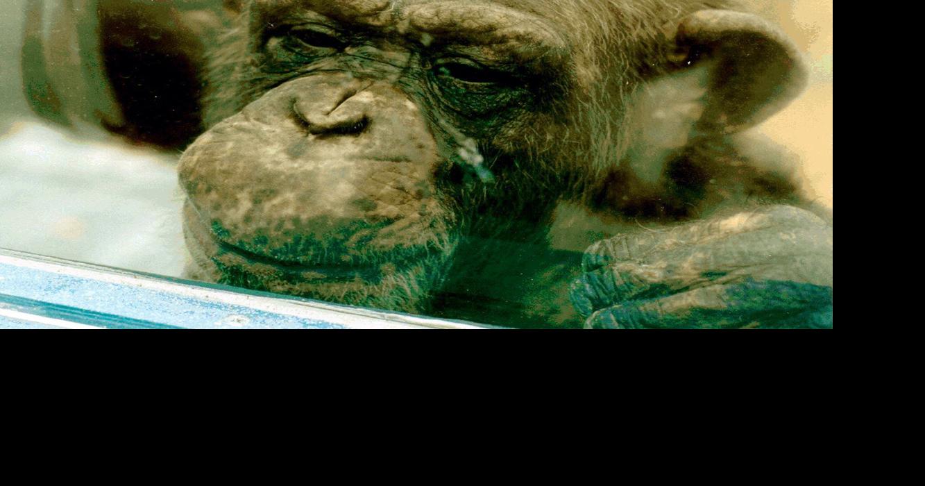 Family grieves over shooting death of chimp near Festus