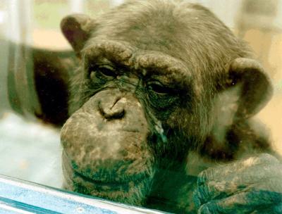 Family grieves over shooting death of chimp near Festus