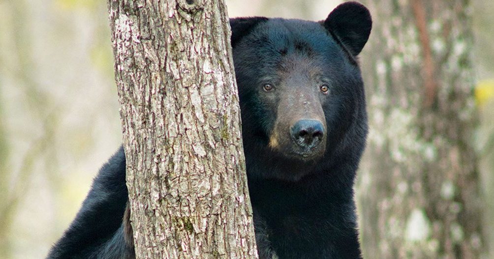 Wild Missouri: photographer captures elusive animals