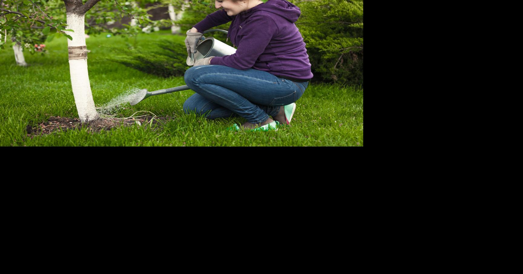 Be sure to expose root flare when planting tree
