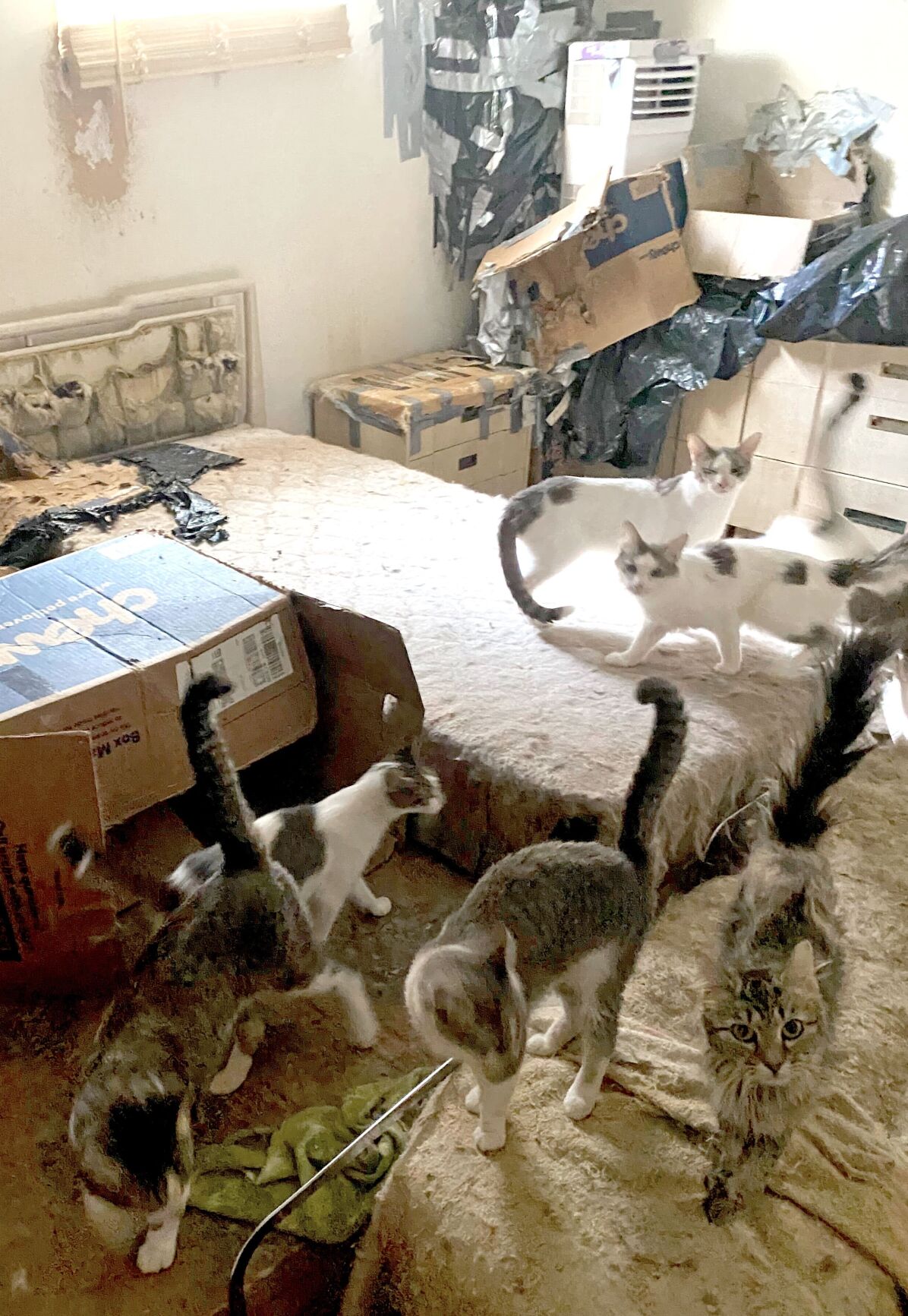 Wildwood cat hoarding case reveals simmering family dispute
