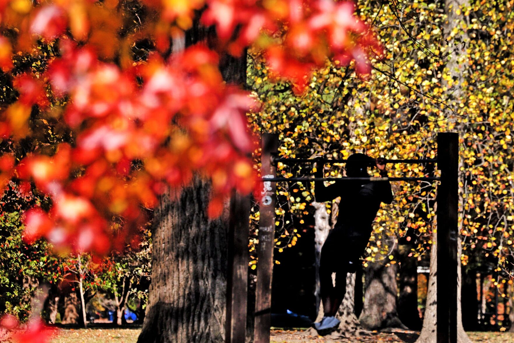 Photos: Fall colors at height in Tower Grove Park