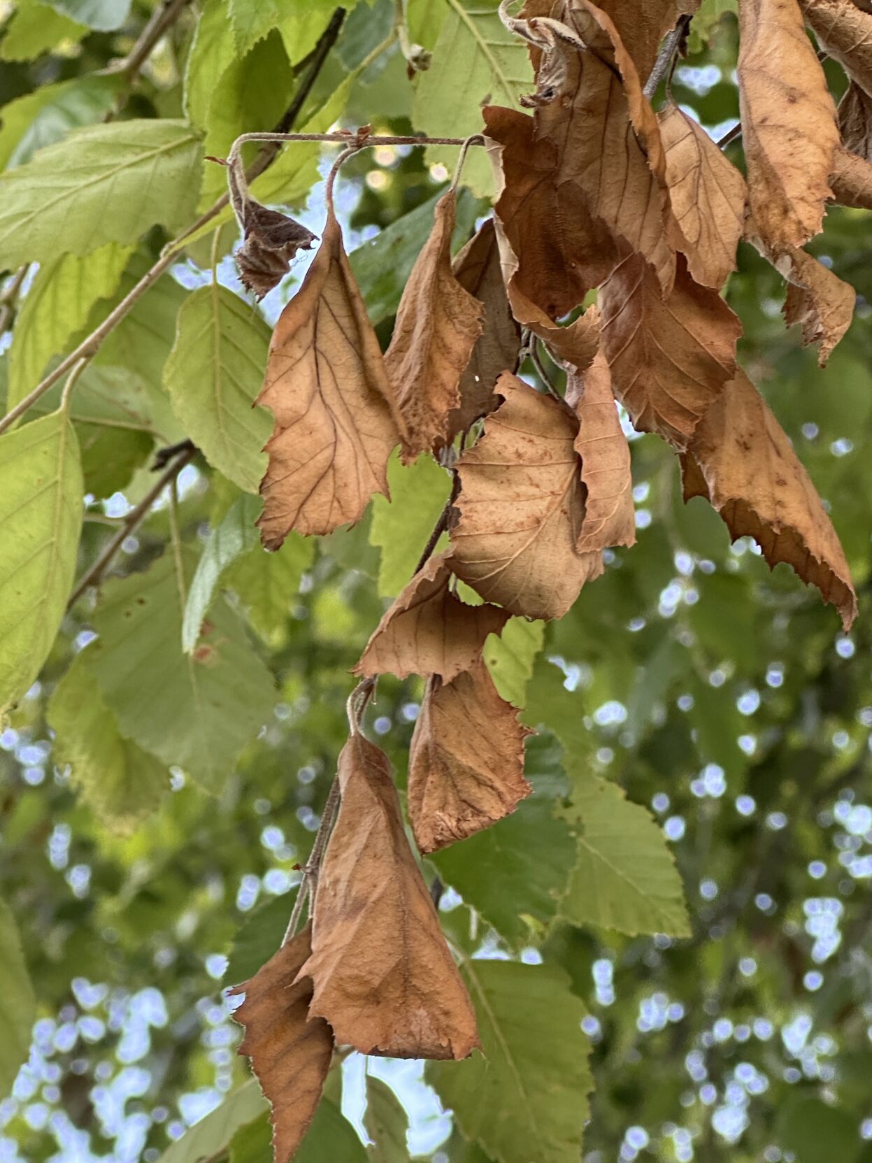 Cicadas have laid eggs in the St. Louis region, killing tree branch ...