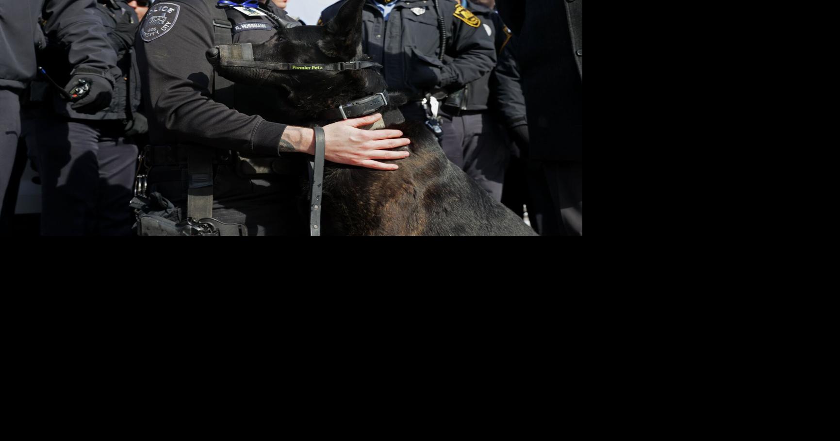 Photos: Final walk for University City police's K-9 King