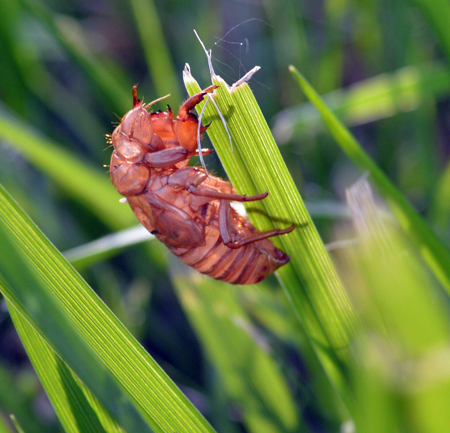 Periodical cicadas set to emerge over Midwest in spring 2024