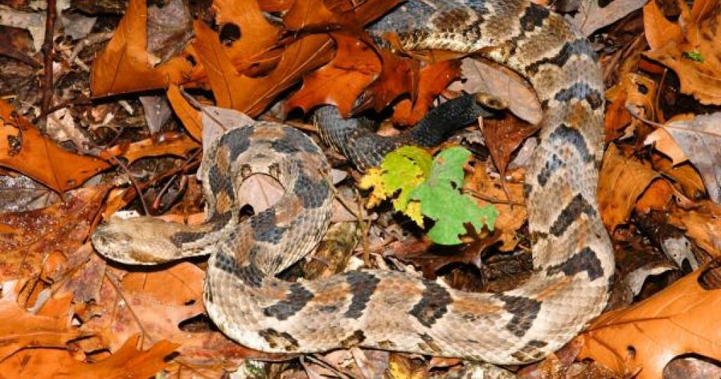 Yearly rattlesnake roundup event in Pennsylvania yields dozens of serpents