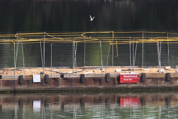 Biologists turn old barges into nesting area for endangered bird