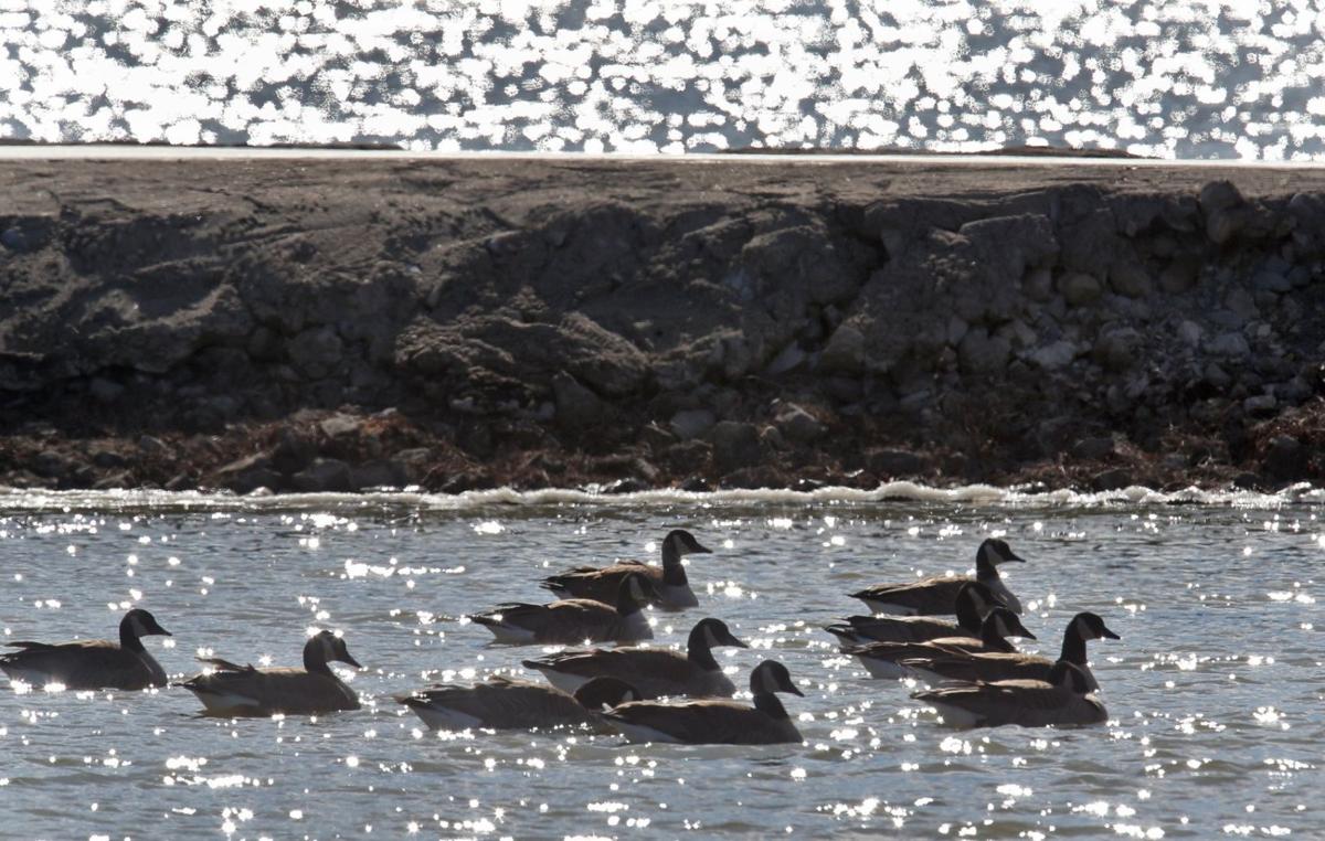 Faced with a goose poop problem, Festus targets the eggs | Metro ...
