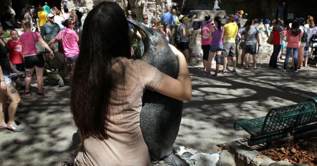 Penguin and puffin lovers, celebrate – exhibit reopening at St. Louis Zoo