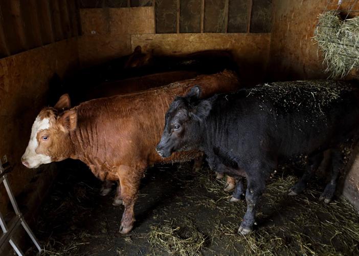 Cattle that escaped from St. Louis slaughterhouse are headed to animal ...
