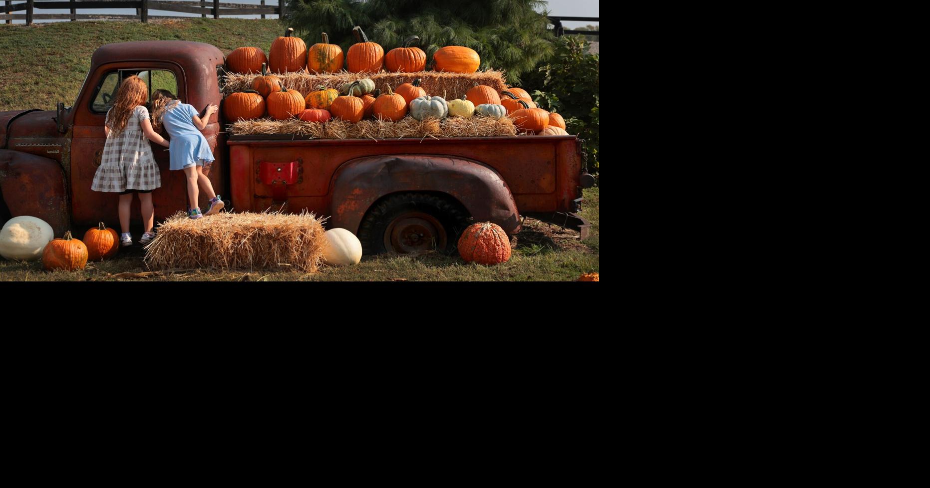 Photos: Overachievers get fall moving a day early with pumpkin and ...