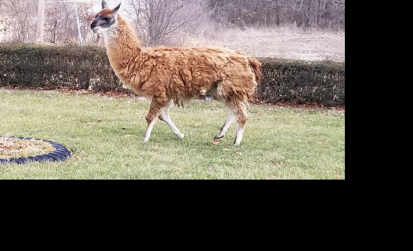 Loose llama loses liberty after months on the lam in Franklin County