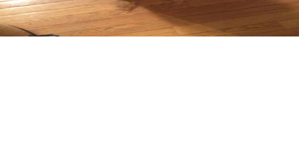 Great Dane involved in fatal dog attack released to owner