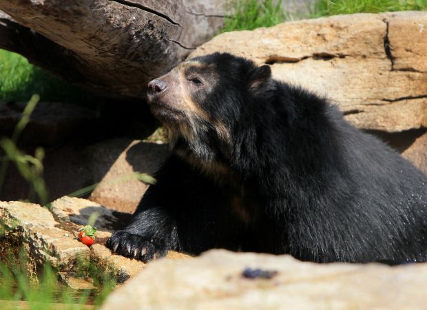Zoo debuts painted dogs, new bear exhibits