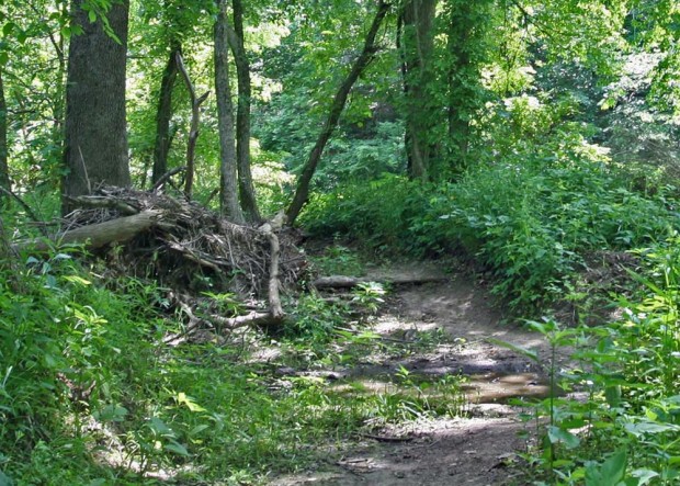 Festival on Sunday will honor 10th anniversary of Quail Ridge Park