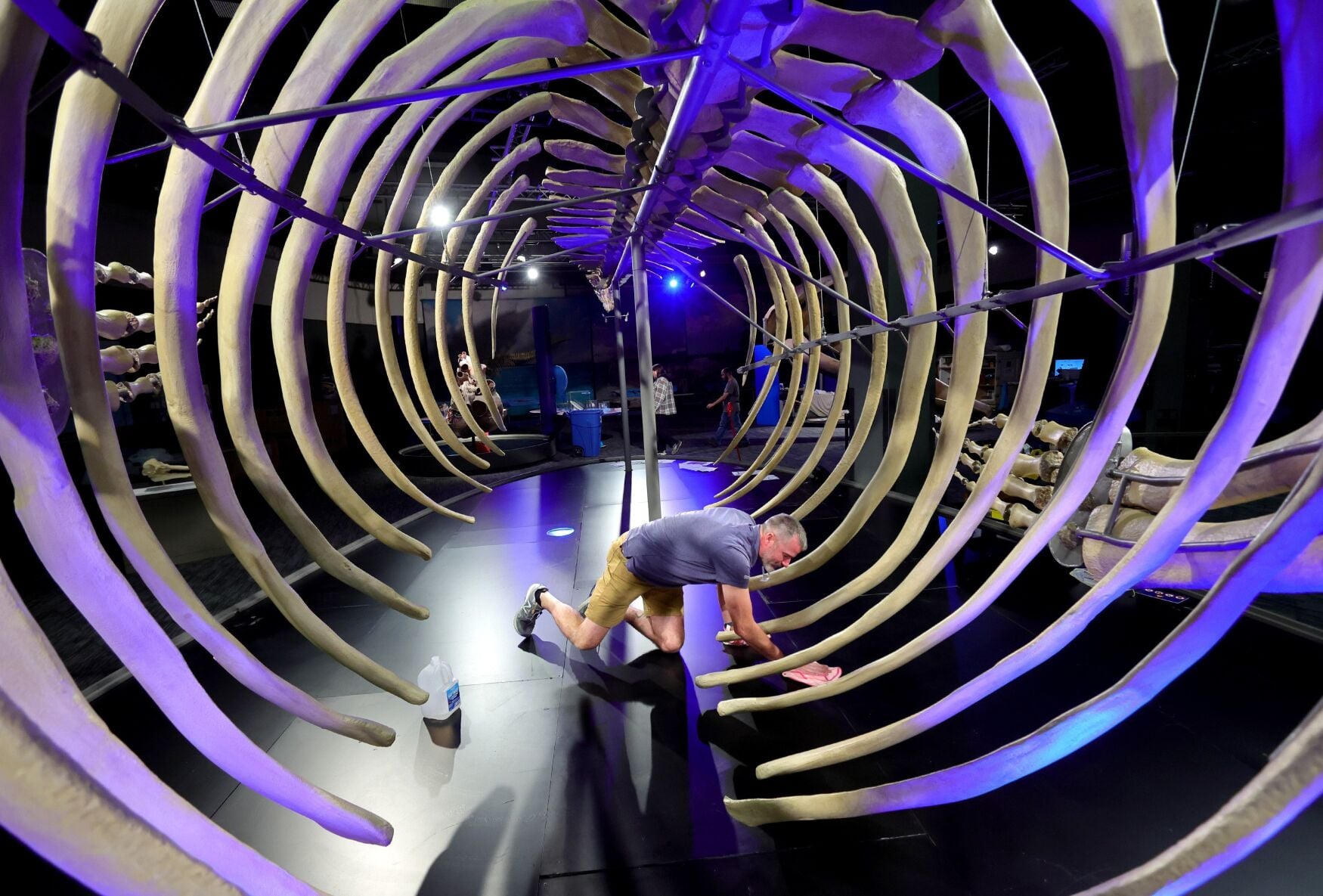 That new blue whale exhibition at the Science Center? It's big