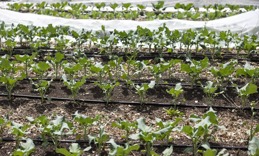 How a St. Louis County plan to produce fresh food crumbled
