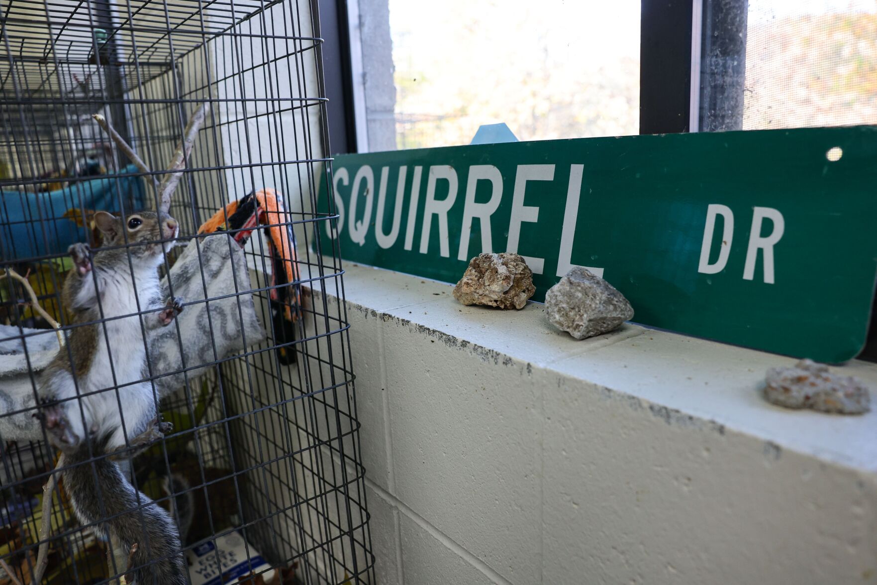 Frisky squirrels overwhelm St. Louis animal rescue group
