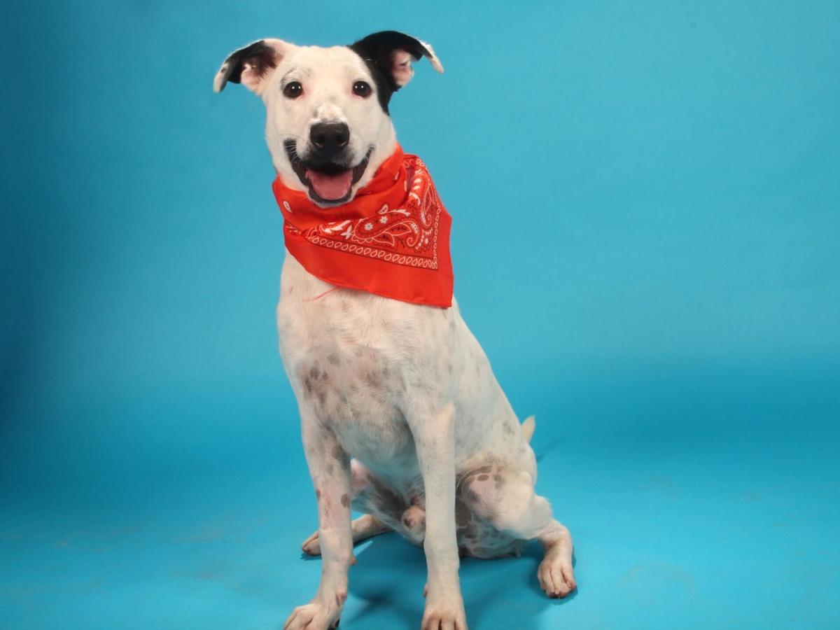 Pet of the Week: Angus, a cattle dog mix