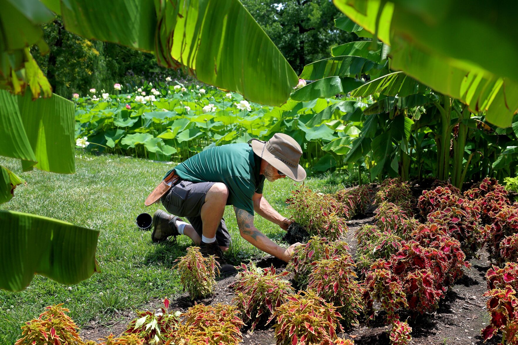 Plant thieves target Tower Grove Park