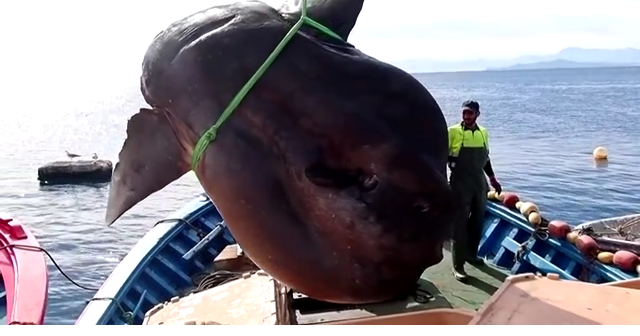 Human-sized fish caught off Spanish coast, and more of today's top videos