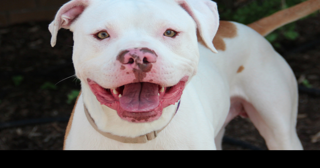 Dog of the Week: Steely Dan