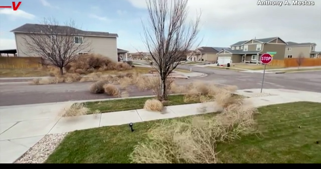 Tumbleweeds stampede through Colorado during winds, and more of today's ...