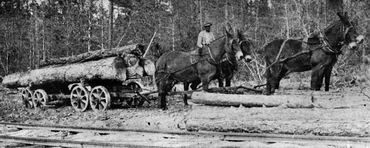 The history of the Missouri mule