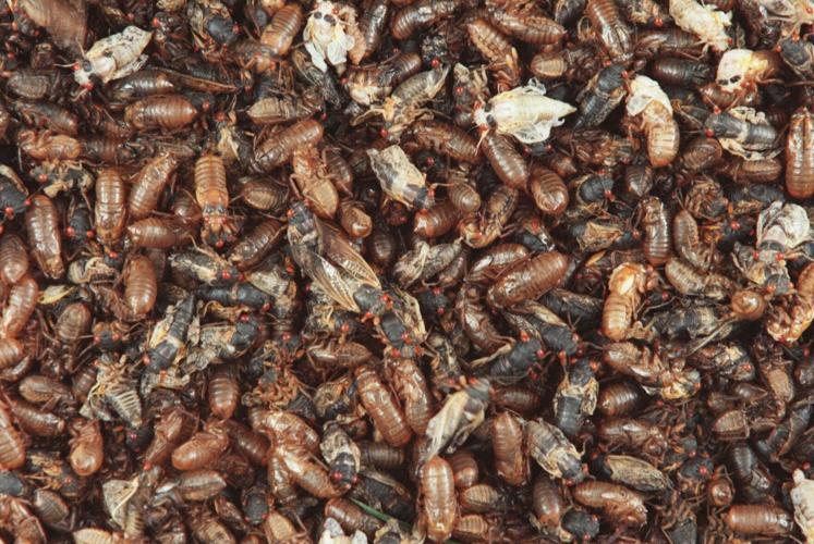 Two broods of cicadas may reach St. Louis at once
