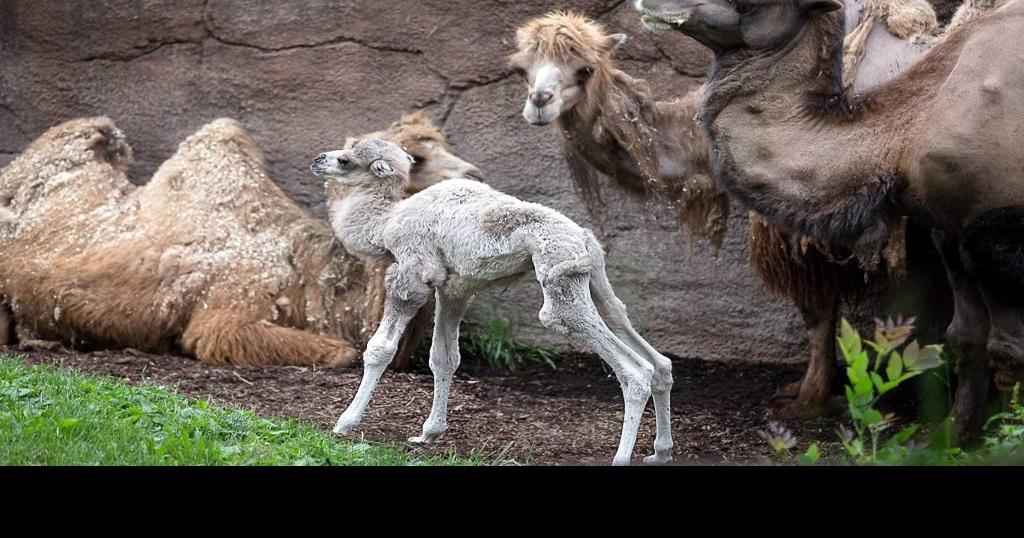 Baby camel born at St. Louis Zoo